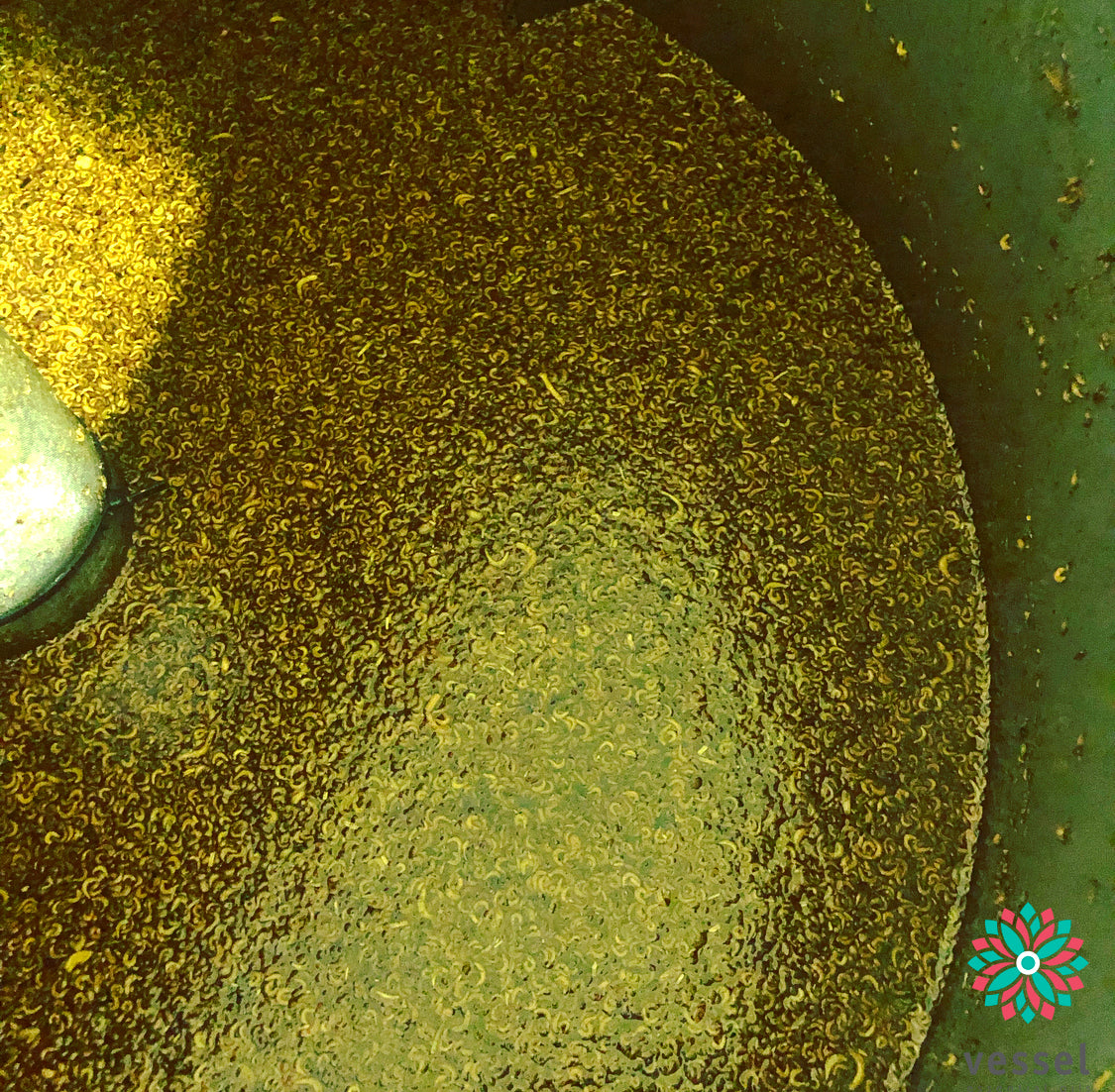 Calendula Macerated Oil – Vessel Essential Oils